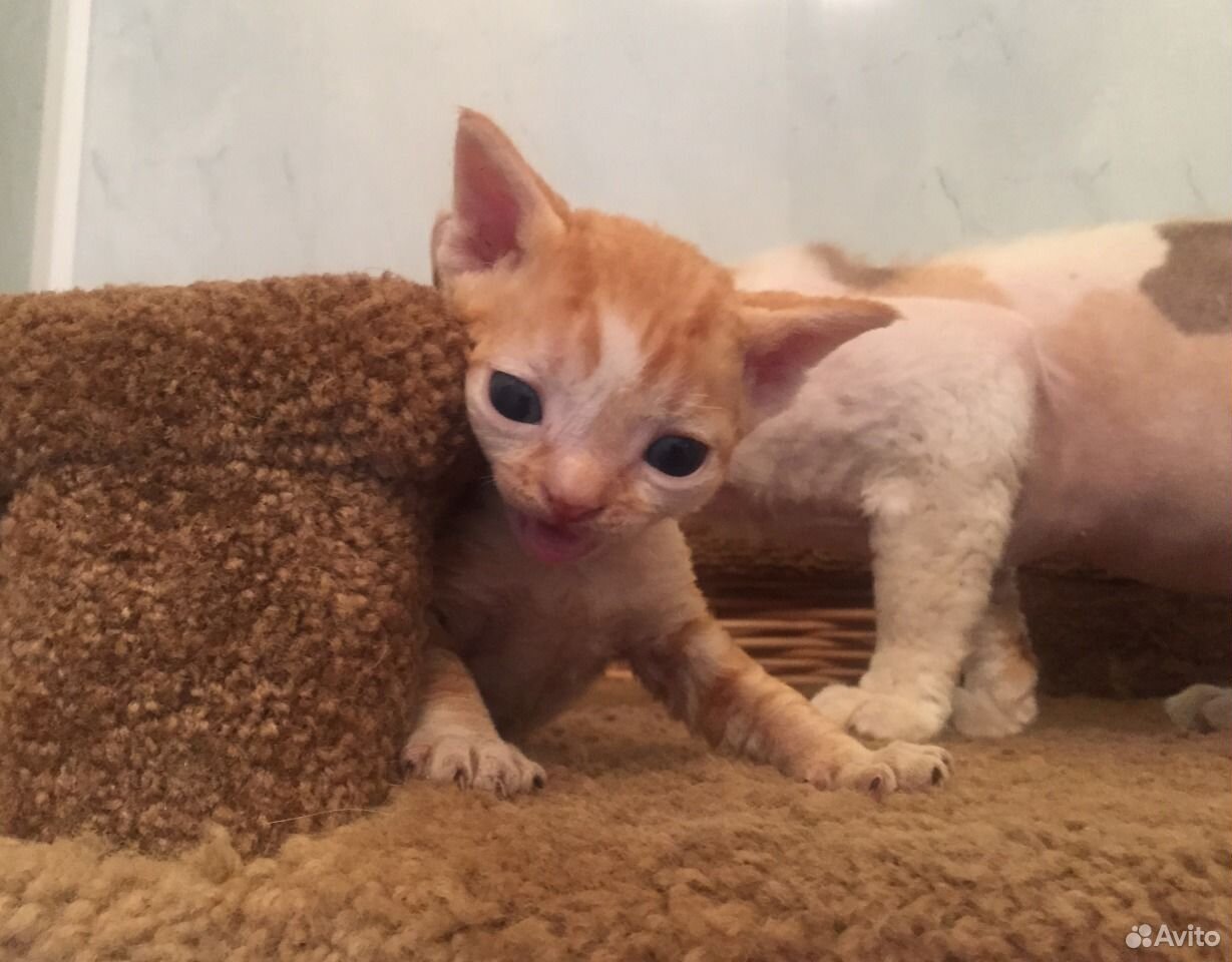 Красный тигренок ласковый котенок)