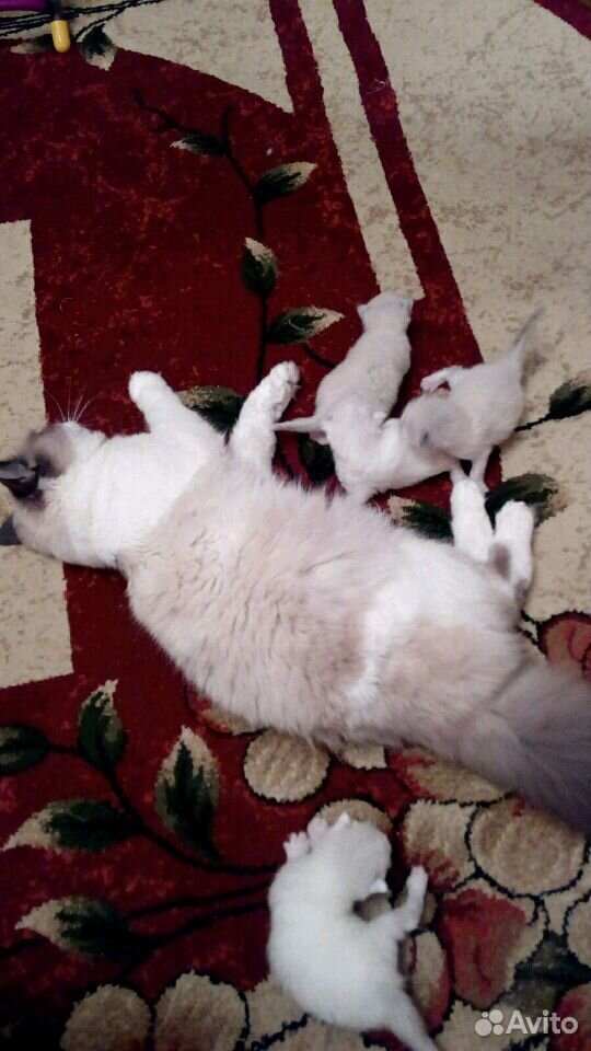 Куколки для вас