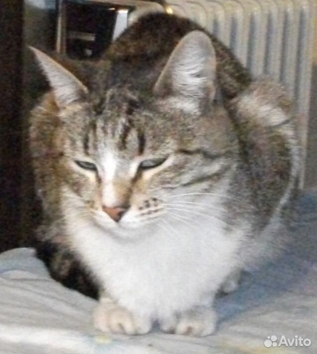 Тявкающий тонкохвост