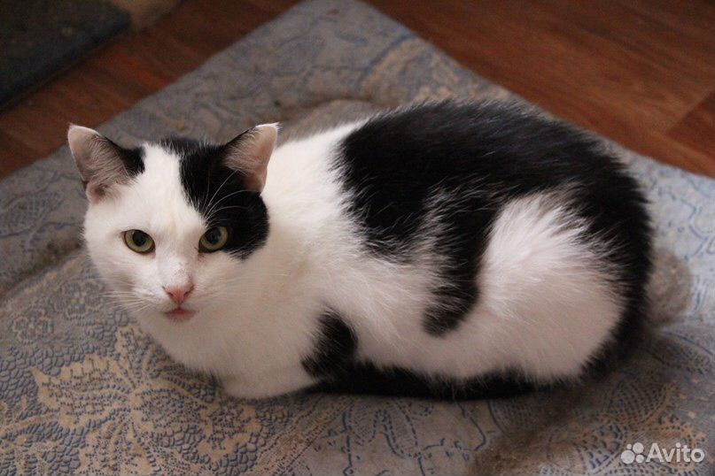 Афоня ищет хозяина