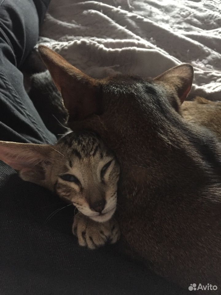 Котенок Ориетала