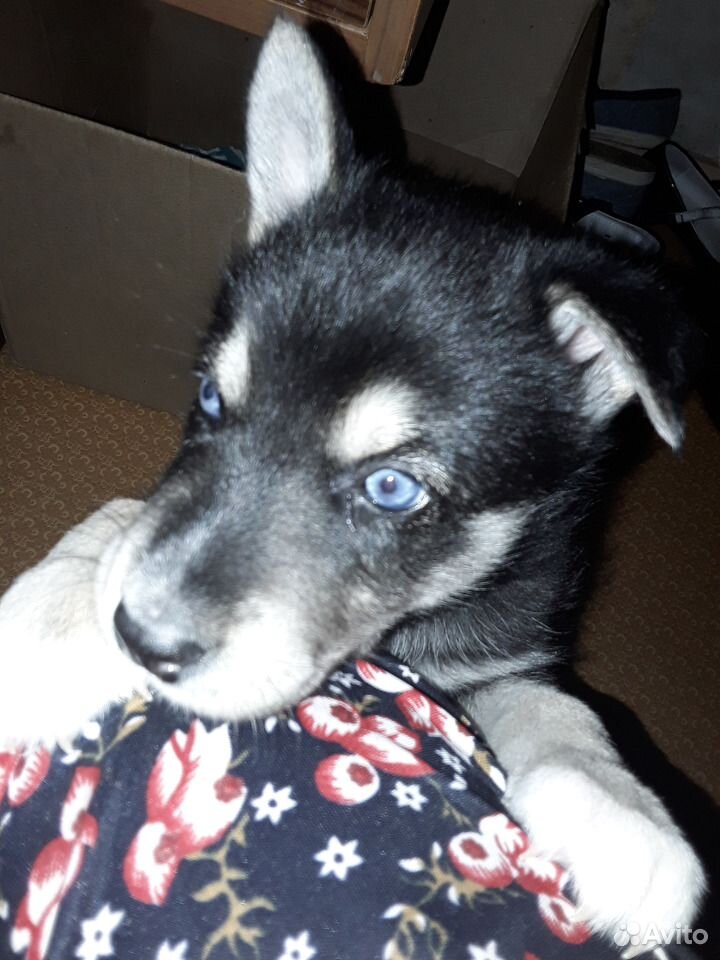 Метисы хаски