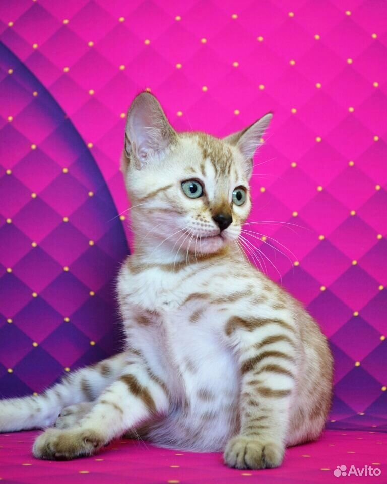 Малышка Блонди