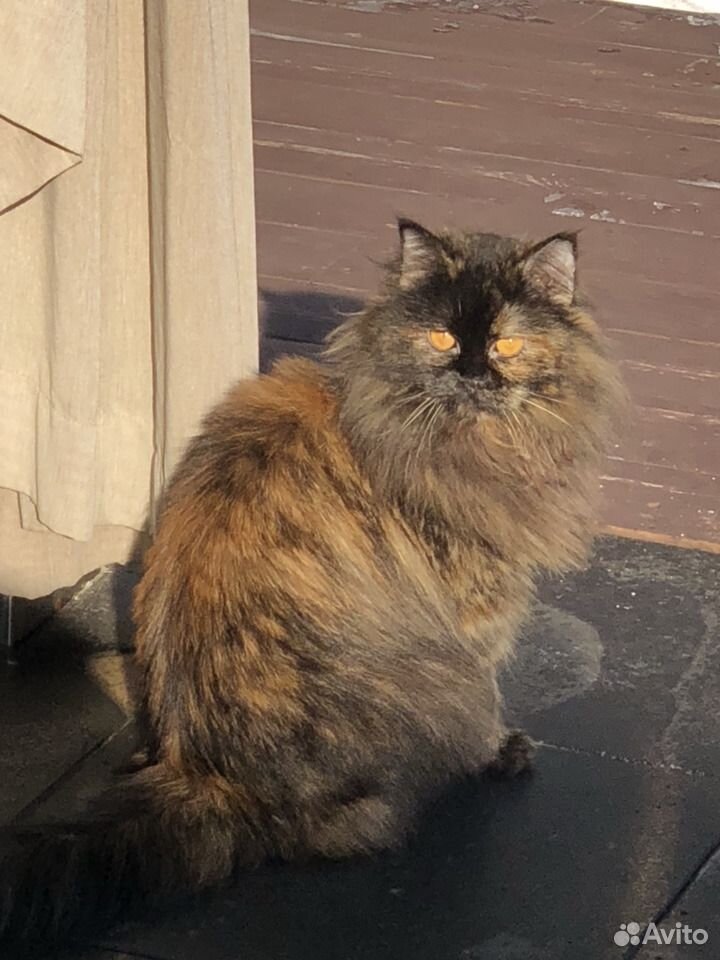 В добрые руки кошечка