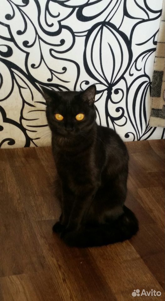 Продам кошечку британскую