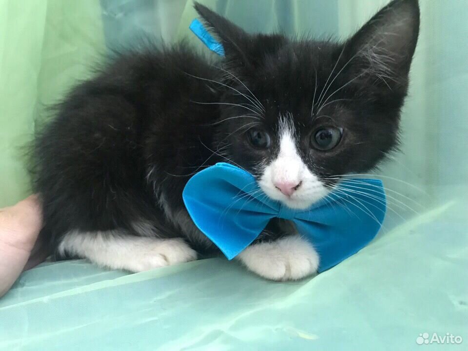 Мальчик красавчик, ласковый маркизик