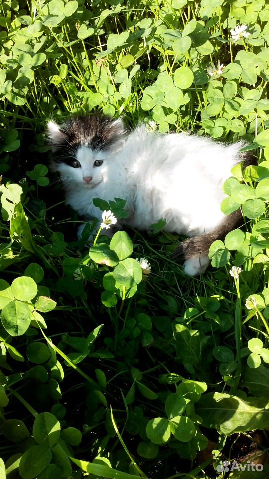 Котенок