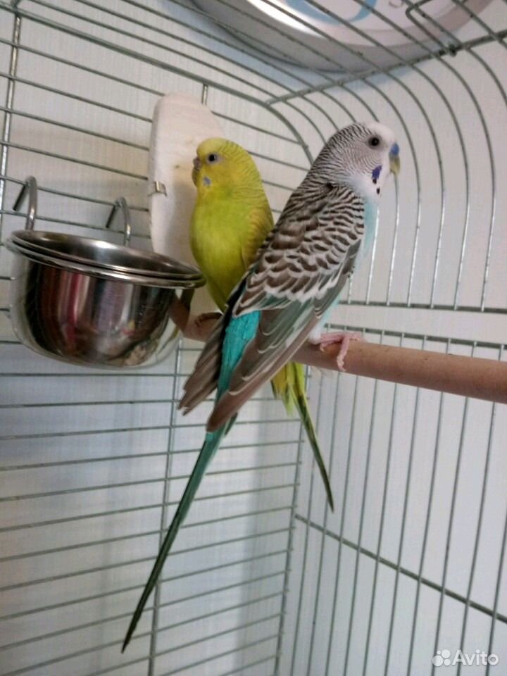 Все под ключ, пара волнистых попугаев