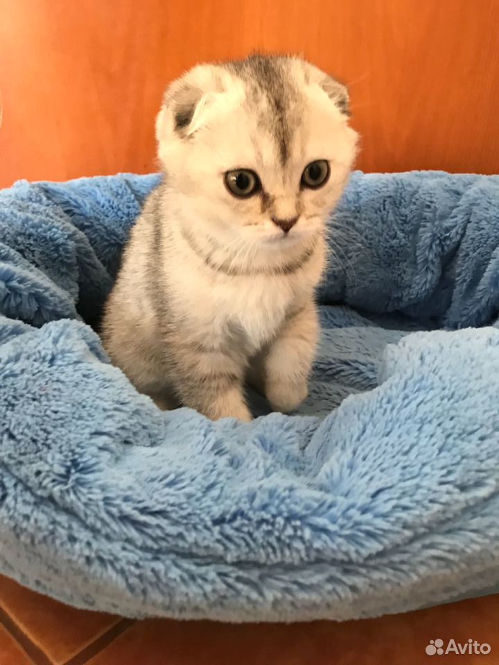 Кошечка-фолд