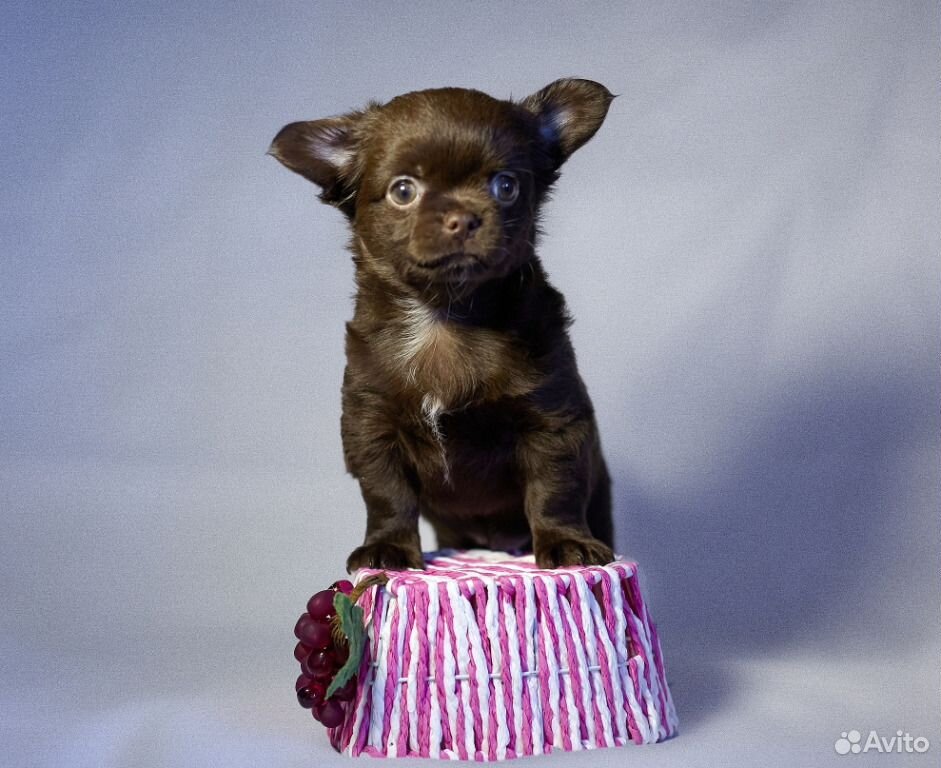 Маленький брутал