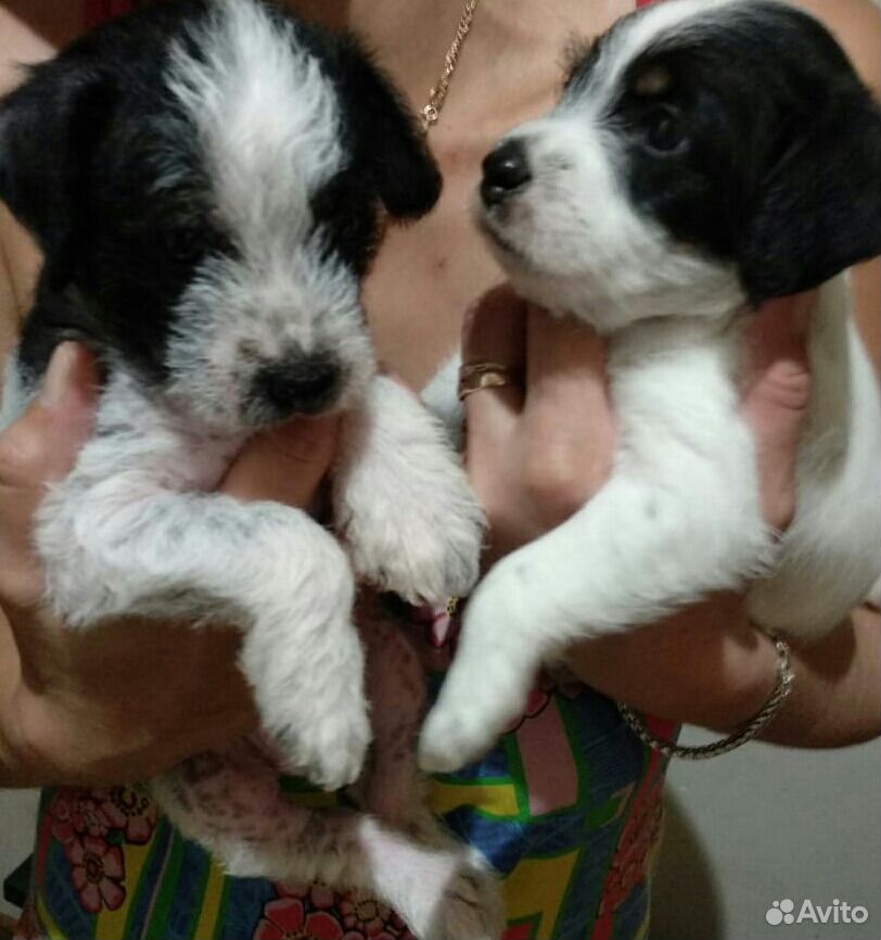 Китайская хохлатая