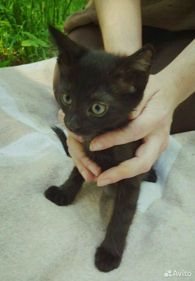 Три котёнка черныша 2 месяца в дар в добрые руки