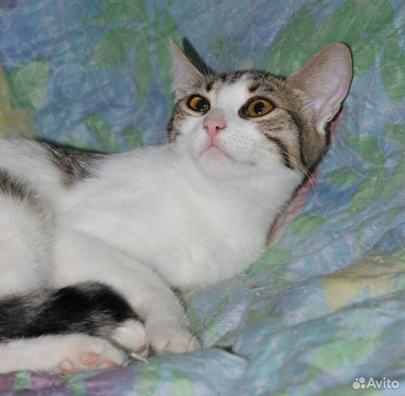 Девочка ищет дом