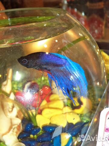 Аквариум, декорированный с рыбкой Петушок, подароч