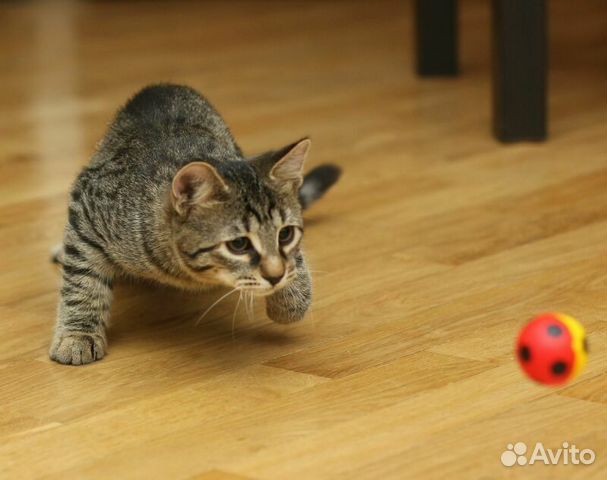 Котята в добрые ответственные руки (8 мес.)