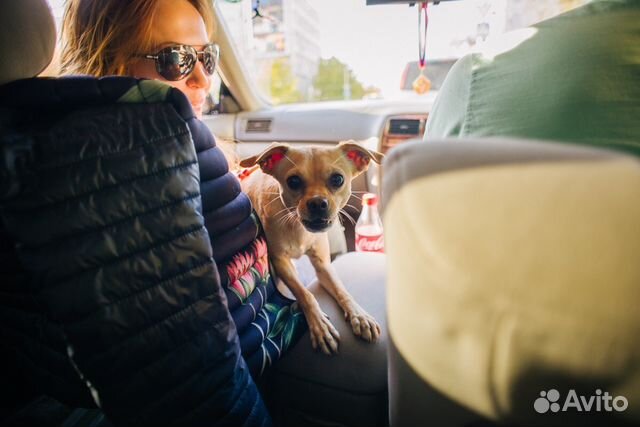 Молодой кобелёк русского той терьера ищет подругу