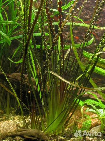 Криптокарина Тонкиненсис (var. tonkinensis)