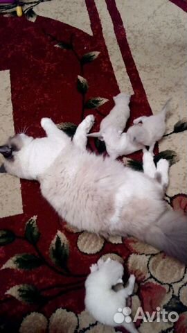 Куколки для вас