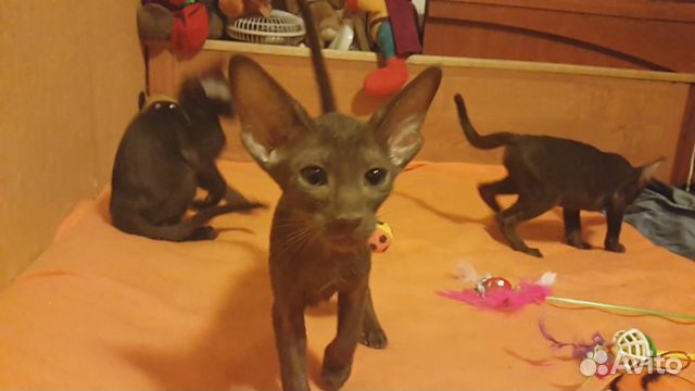 Видео. Шоколадные котята в Москве