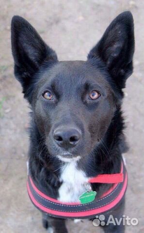 Щенок-подросток в дар 11 мес