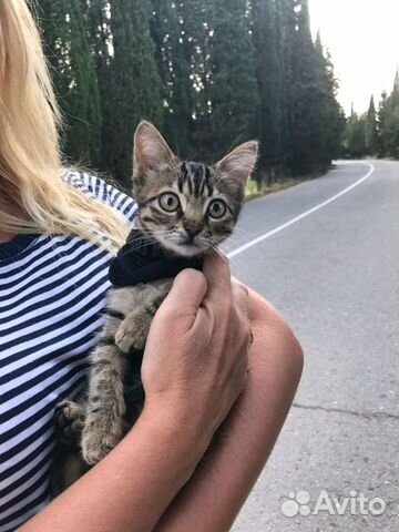 Котенок из Крыма в добрые руки