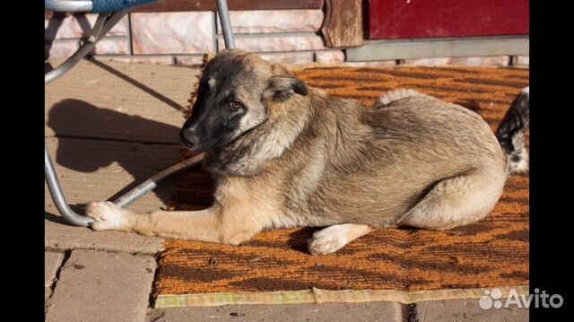 Щенок Даша 3-3,5 мес