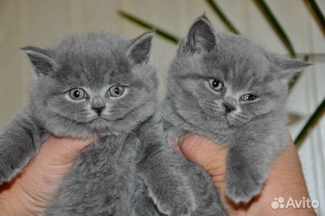 Британские котята - котики обормотики