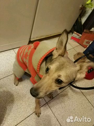 Собачка комнатная 8 мес