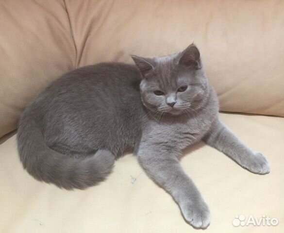Шотландские котята от Интерчемпиона