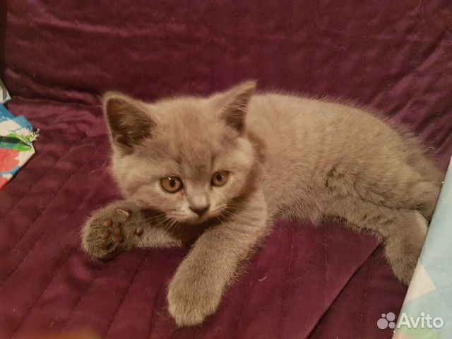 Котята шотландские (мальчики)