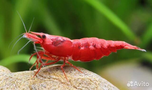 Креветки вишня (red cherry)