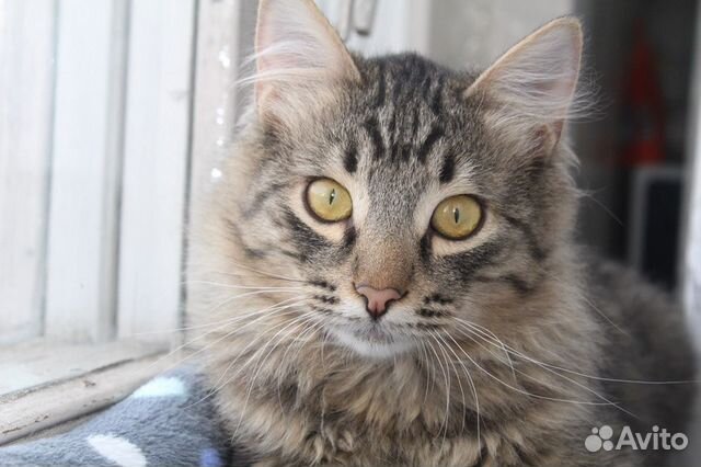 Милый и забавный котенок Лёня ищет маму и папу