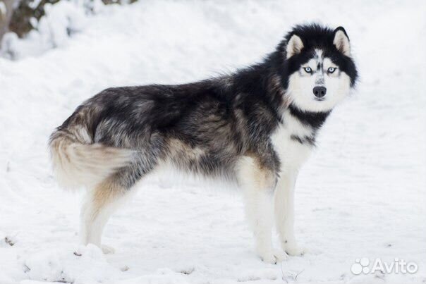 Сибирский хаски