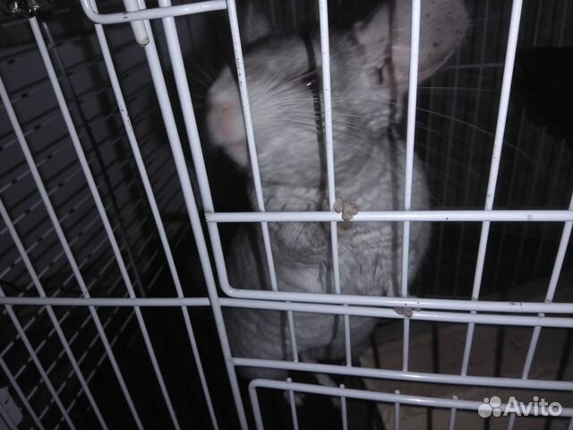 Шиншилла мальчик