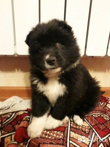 Щенок в добрые руки