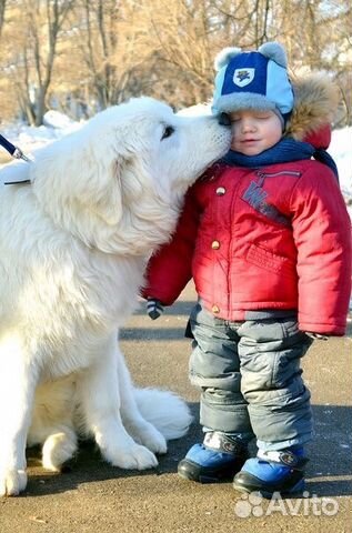 Белое счастье