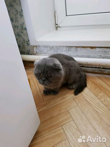 Котенок вислоухого британца