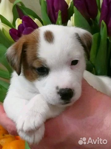 Шикарная Бьянка