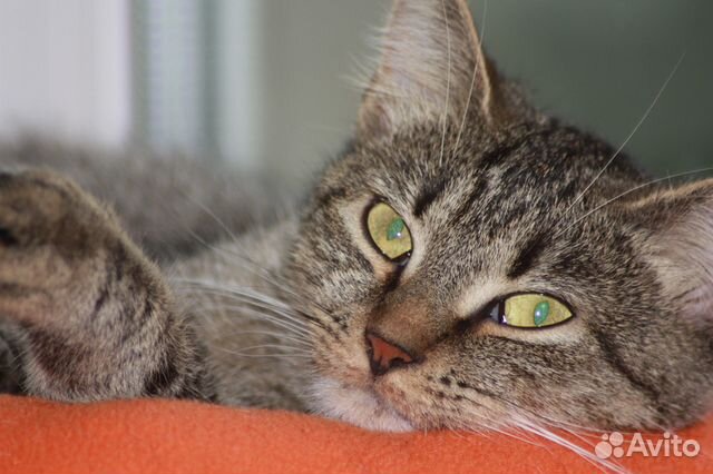 Кошечка в добрые руки