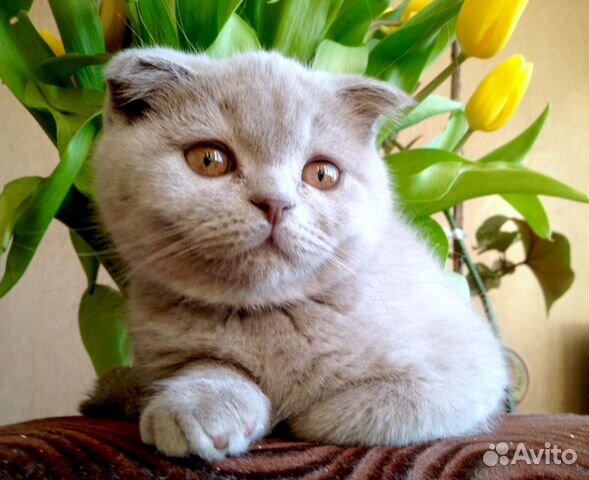 Очаровательная Кошечка скоттиш фолд