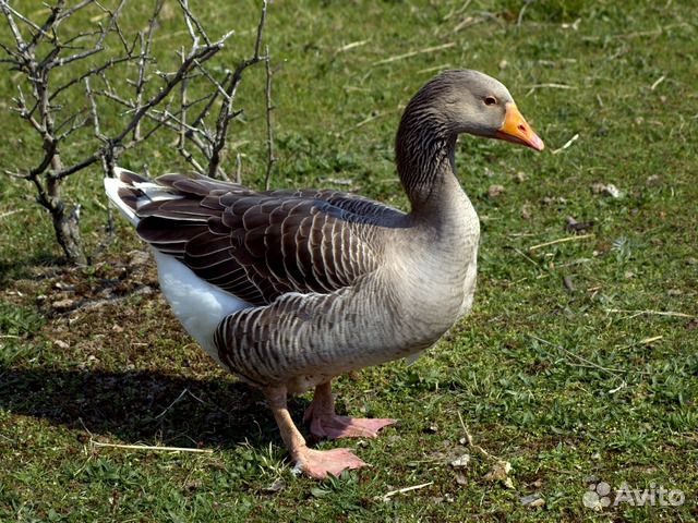 Гуси, утки на племя