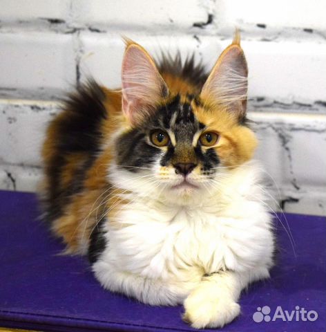 Кошечка мейн кун Ева в разведение