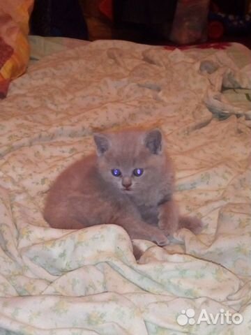 Британские котята