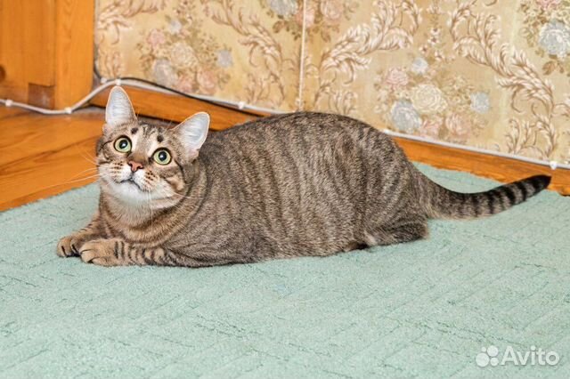 Тоша ищет дом