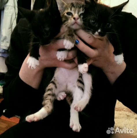 Милые комочки