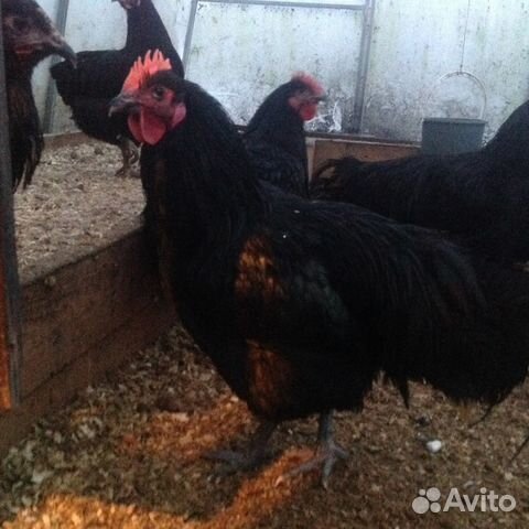 Семья маранов