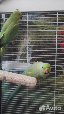 Прекрасная пара ожереловых попугаев
