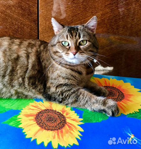 Кошечка Мусенька в добрые руки