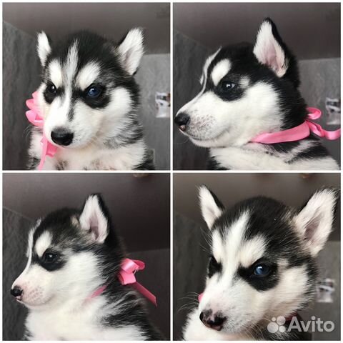 Щенки Хаски