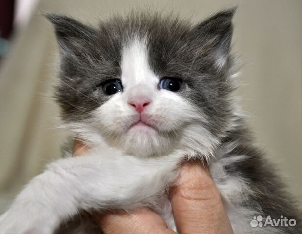 Голубой биколор